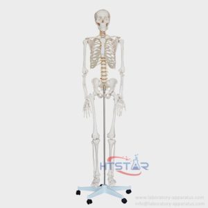 Human Skeleton Model With Nerve 170cm Biological Lab Teaching Models ...