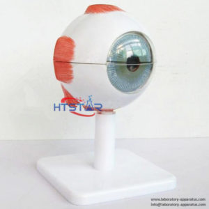 Human Eye Model 3 Times Life-Size Quality Lab Biological Anatomical ...