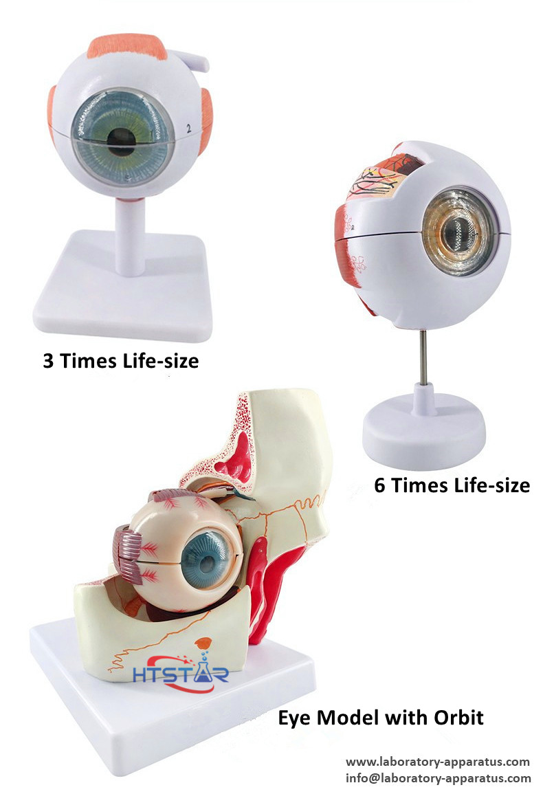 Human Eye Model 3 Times Life-Size Quality Lab Biological Anatomical ...
